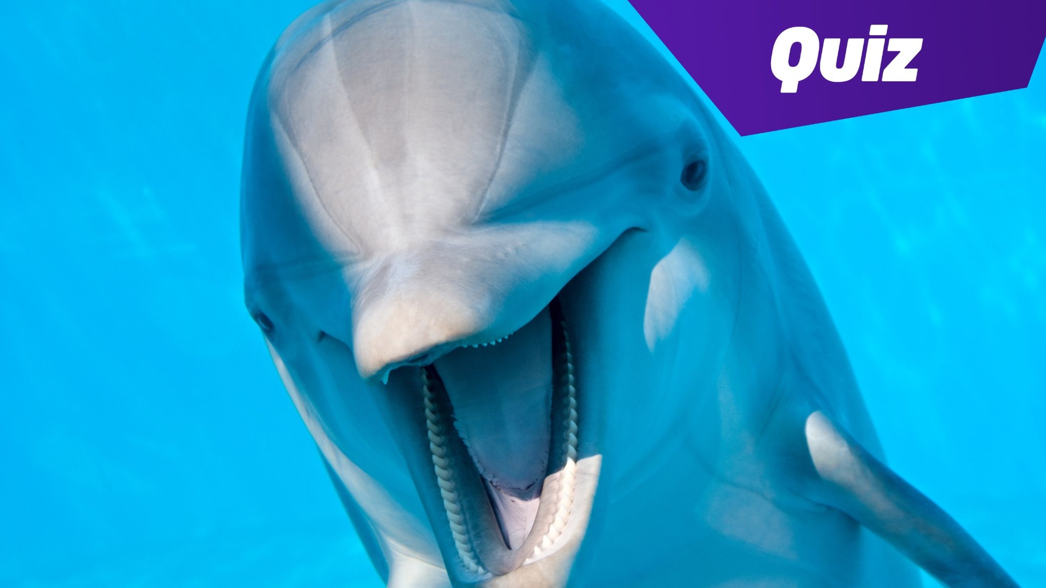 World Oceans Day: Take our quiz to see how well you know our oceans ...