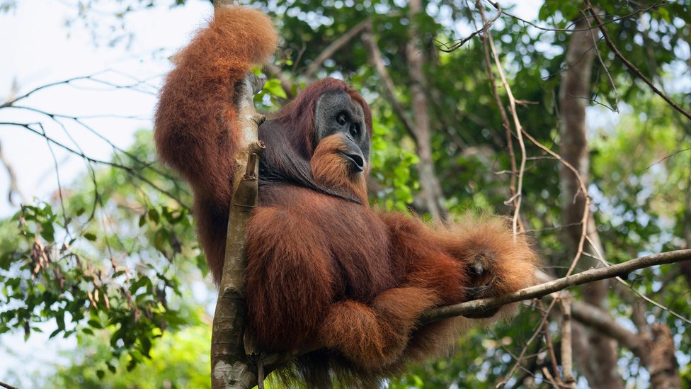 Scientists discover BRAND NEW species of ape - CBBC Newsround
