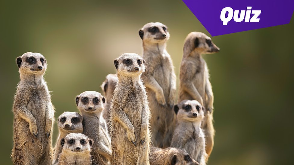 Researchers say mammals in social groups live longer - CBBC Newsround