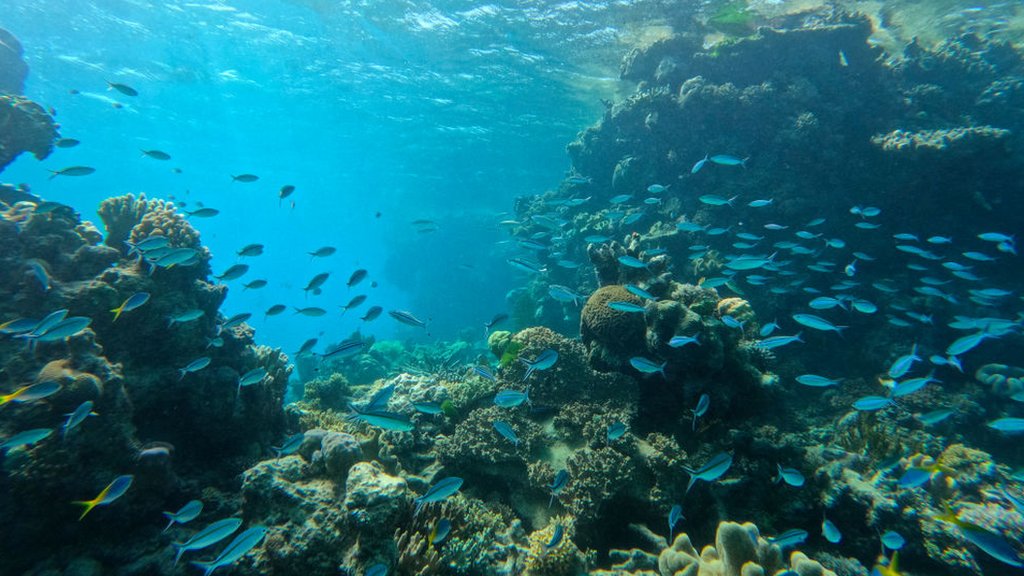 Great Barrier Reef should be 'in danger' World Heritage site, UN says - CBBC Newsround