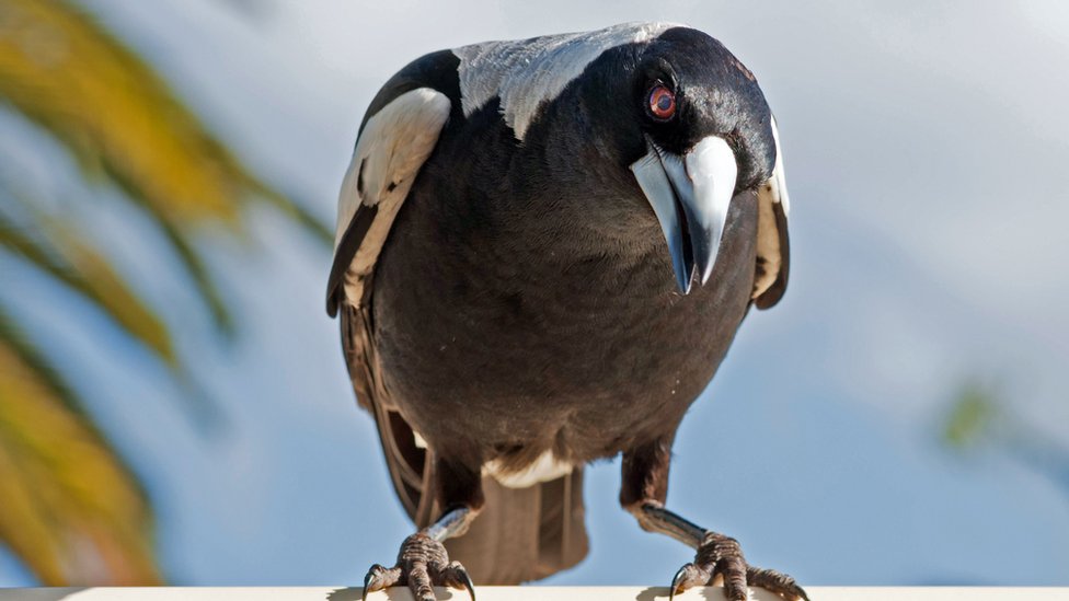 Magpies Team Up To Remove Trackers And Outwit Scientists Cbbc Newsround
