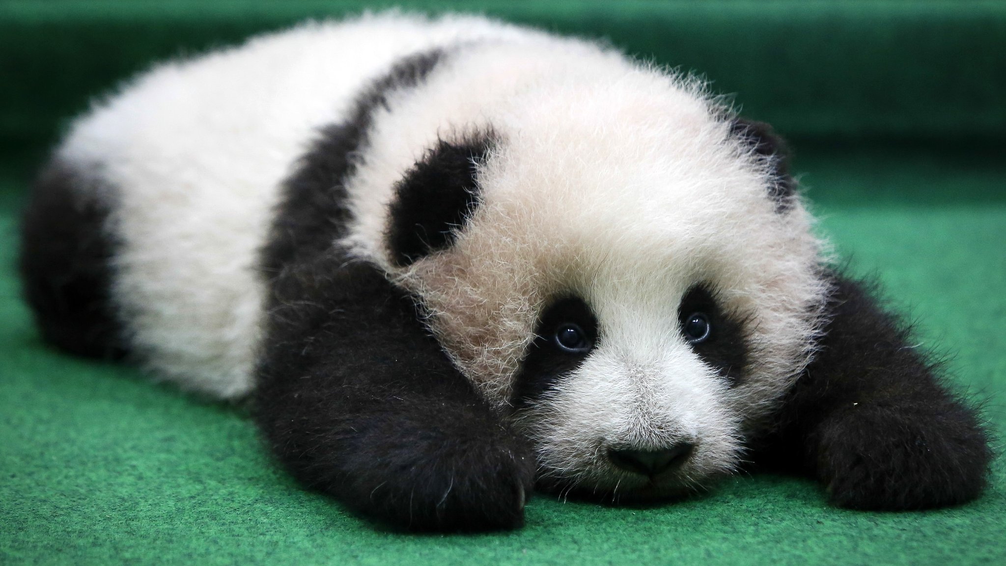 Sleepy Panda Cub Makes First Public Appearance CBBC Newsround