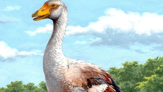 Meet the Giant Goose that couldn't fly - CBBC Newsround