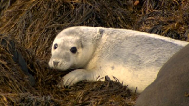 Freddie Mercury: The Thames seal named after a rock star - BBC News