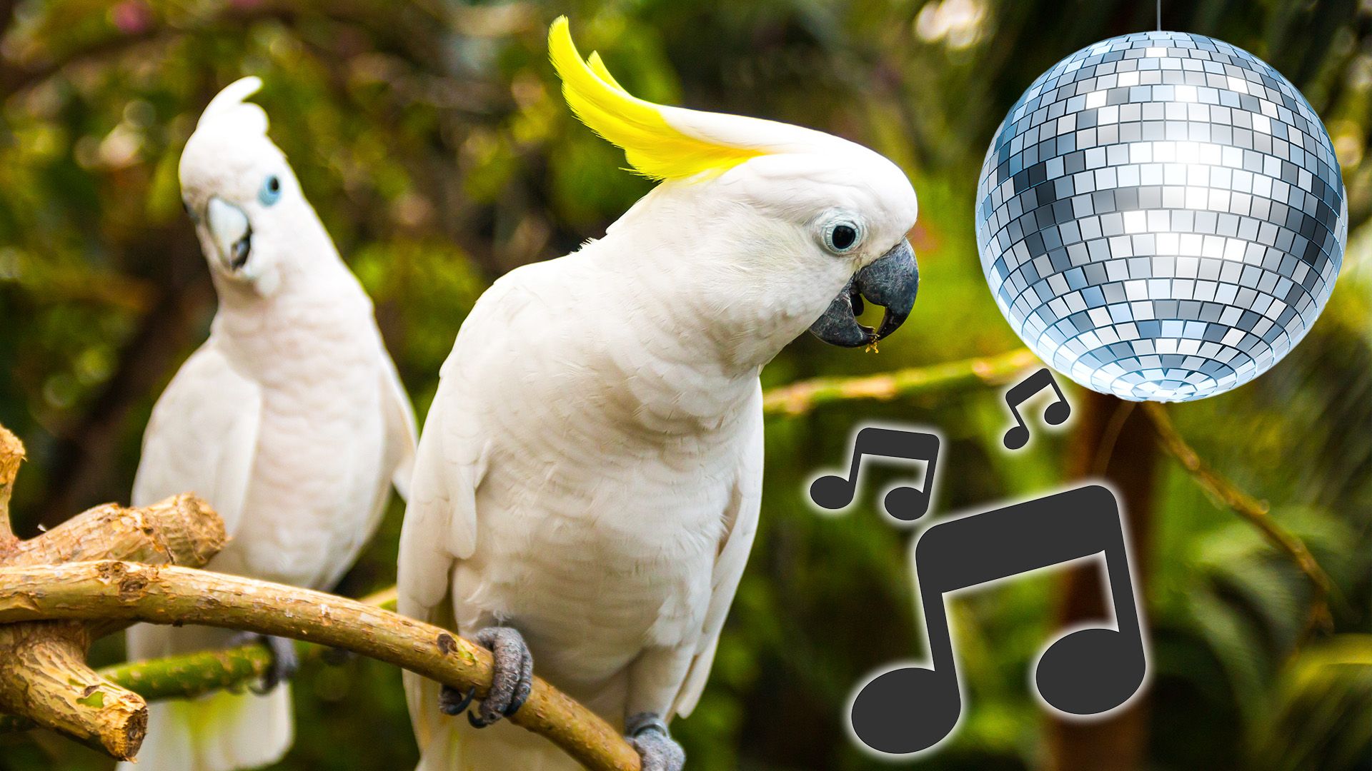 Very Funny Animals Dance