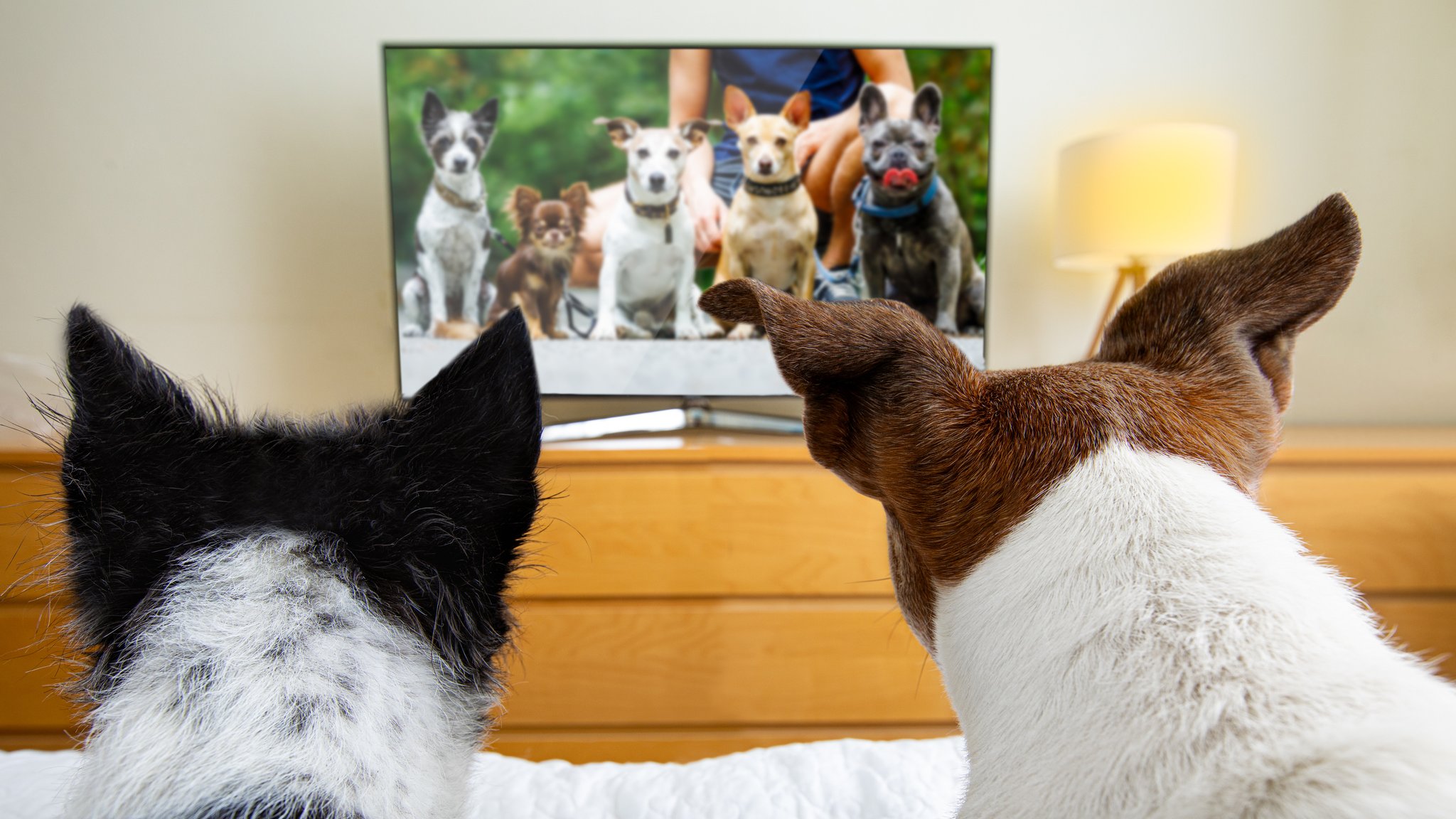 What does your dog like watching on TV? - CBBC Newsround