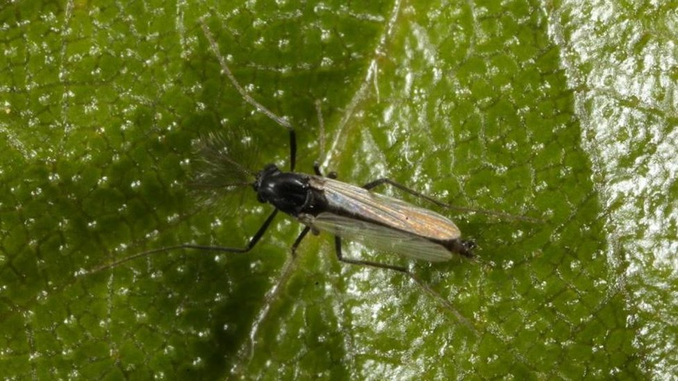Scotland's non-biting midges - BBC News