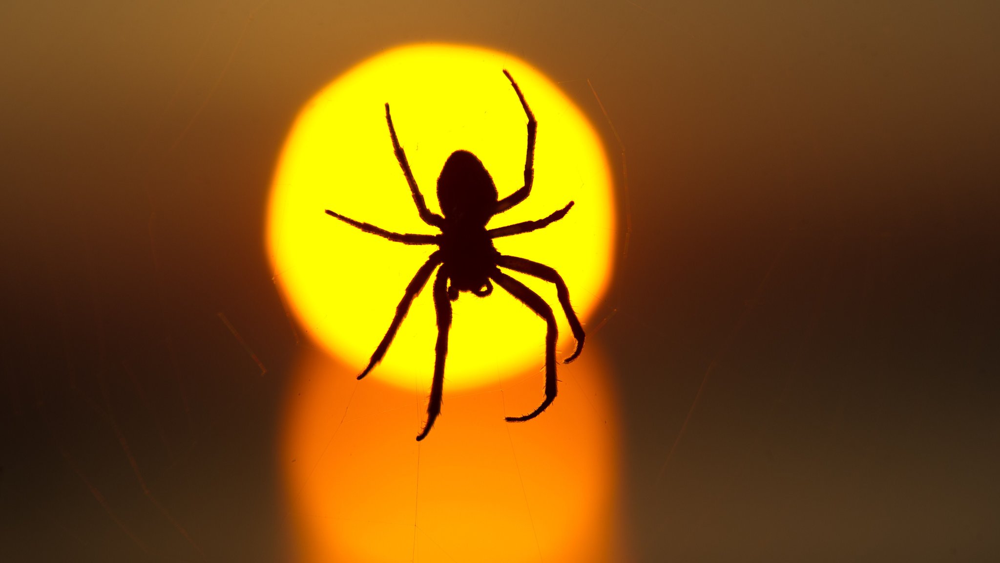 Comments: Your super spider stories - CBBC Newsround