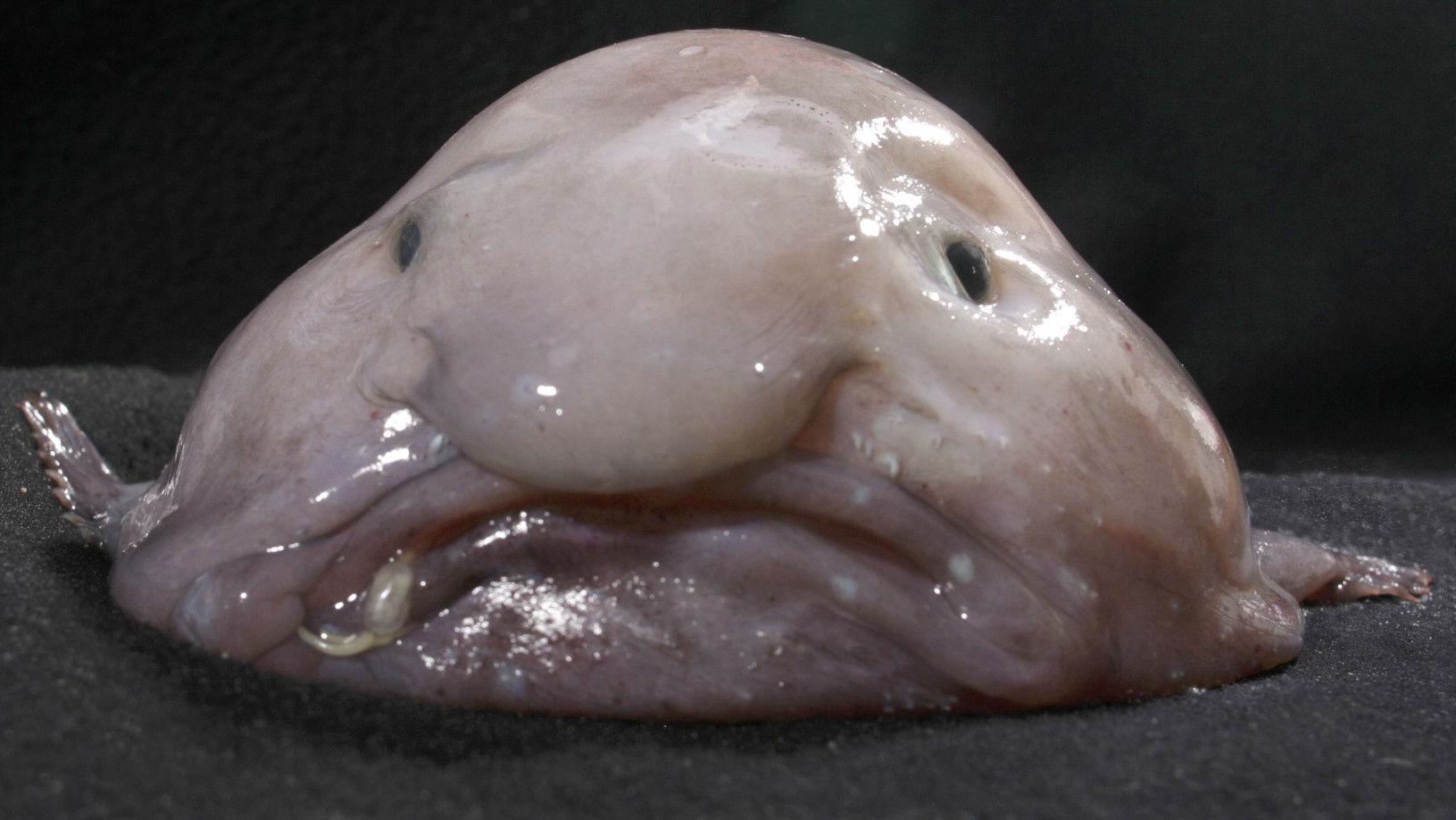 Worlds Ugliest Fish Blobfish