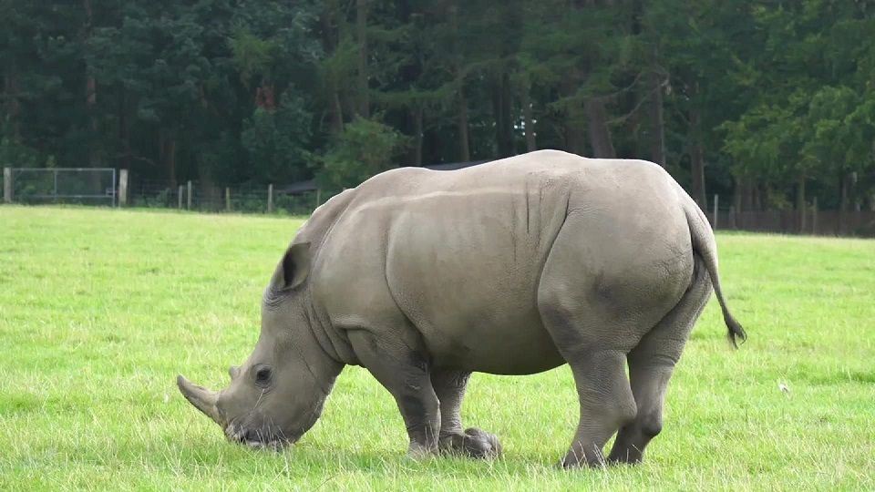 Mostrando Imagen Rhino Noggle