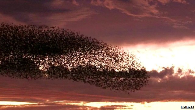 Starlings form spectacular 'dancing clouds' over Israel. - BBC News