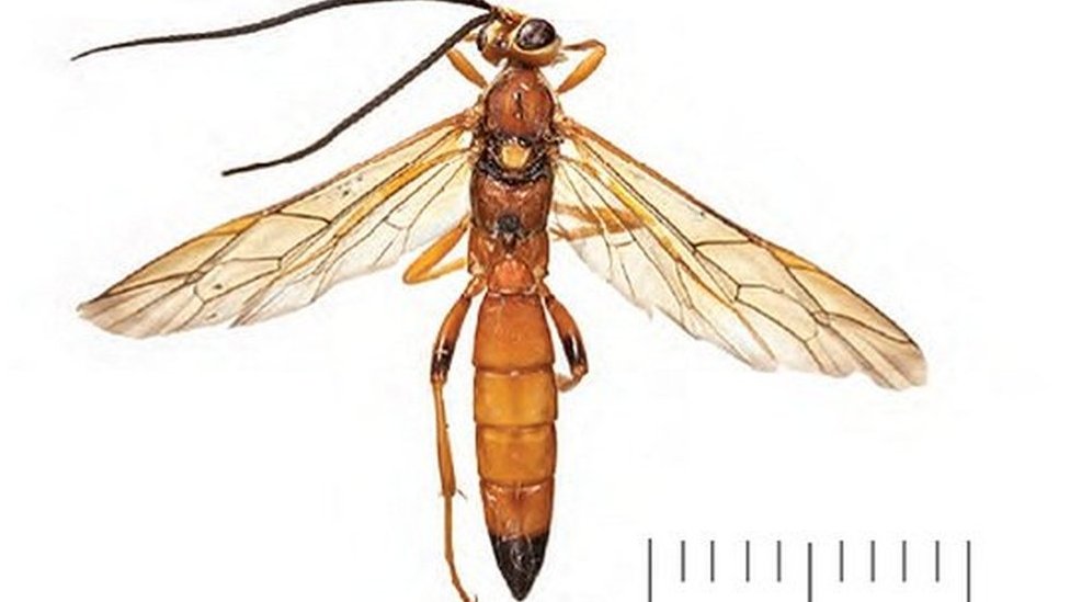 Gamma Wasp Avengers Vol 2 #10 (1997)** Writer Walt Simonson Penciller