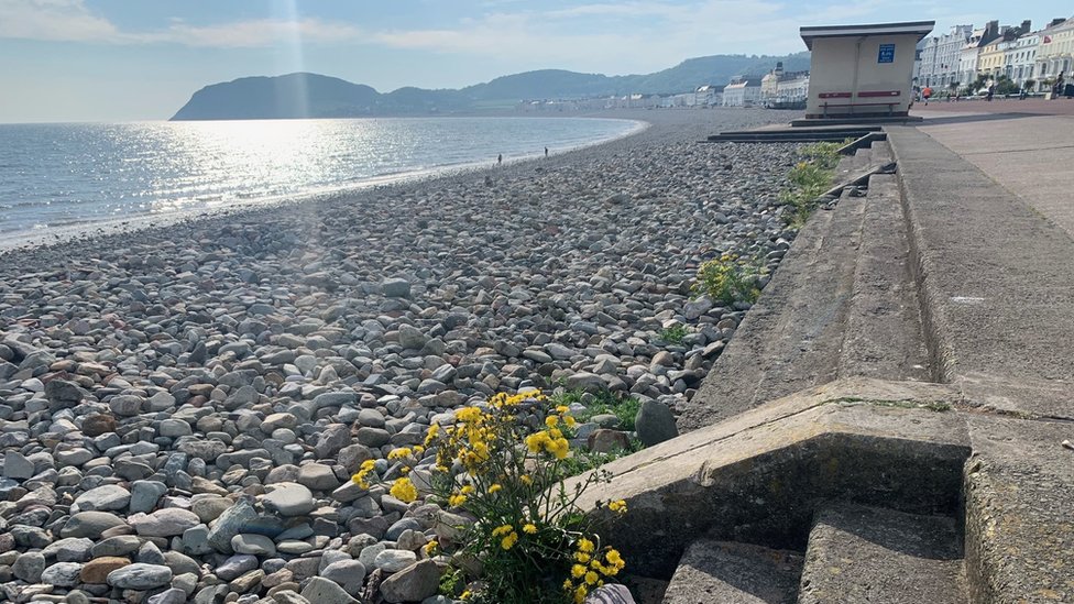 Traeth tywod i helpu i atal llifogydd yn Llandudno? - BBC Cymru Fyw