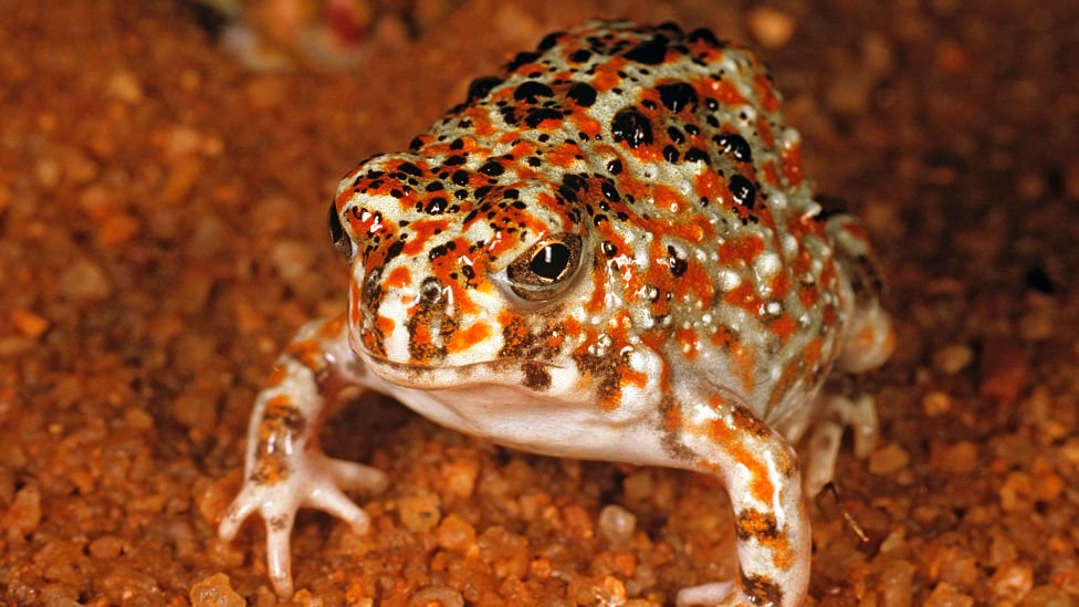 Rare grumpy frog spotted in Australia - CBBC Newsround