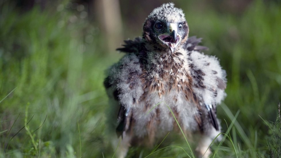 The National Trust have had a successful year breeding hen harriers ...