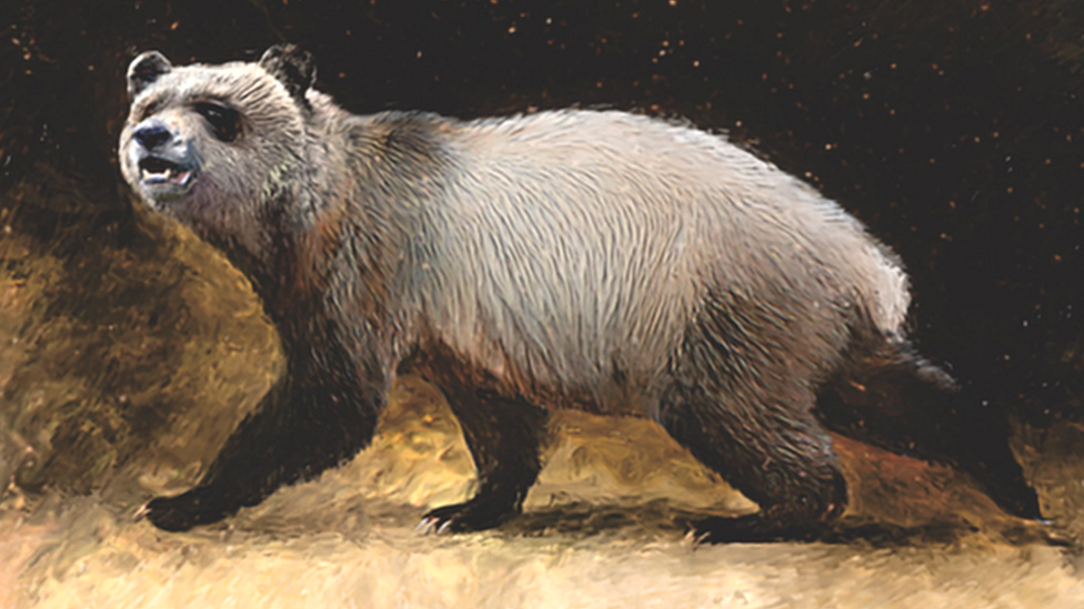 Scientists identify new species of ancient European panda - CBBC Newsround