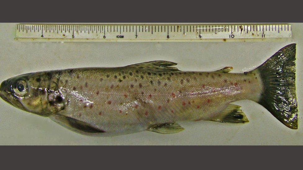 Scottish Freshwater Fish Species