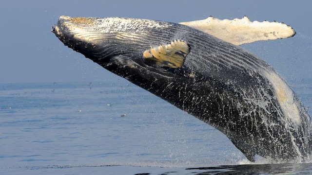 Humpback whale numbers 'increasing' around Australia - BBC Newsround