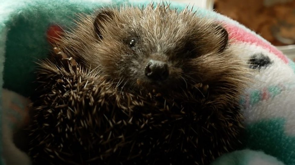 Hedgehogs Swimming Gif