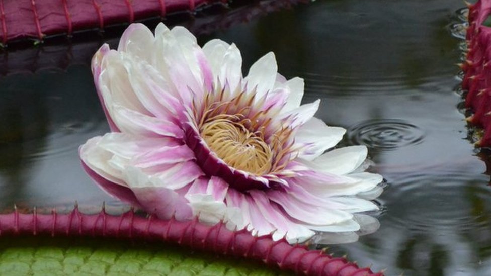 Check out this new giant water lily discovered by scientists - CBBC ...