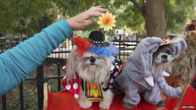 Peru dogs get in the festive spirit during fashion show - BBC News