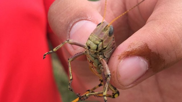 'It makes your skin crawl': Mormon crickets invade US town - BBC News