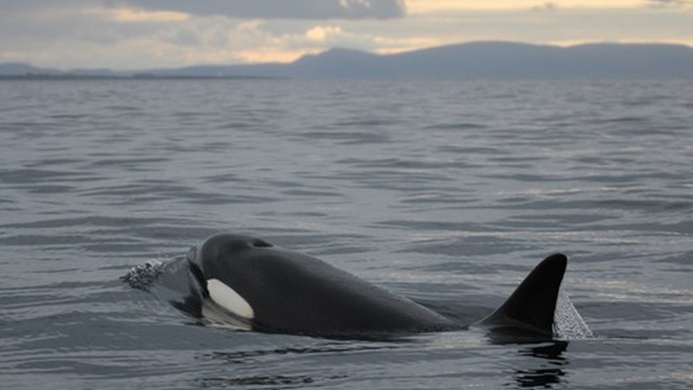 Pictures: Icelandic orcas spotted in sea off Scotland - CBBC Newsround