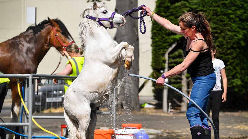 In pictures: Royal Highland Show 2019 - BBC News