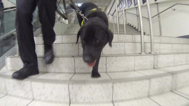 Luton Airport police dog Blake is put through his training - BBC News