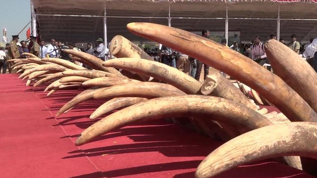 Sri Lanka destroys poached 'blood' ivory - BBC News