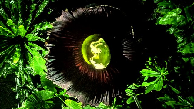 World's smelliest flower blooms - BBC Newsround