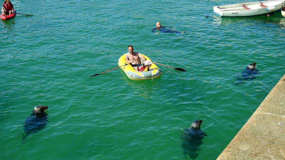 Tourists Warned About Swimming With Seals Bbc News