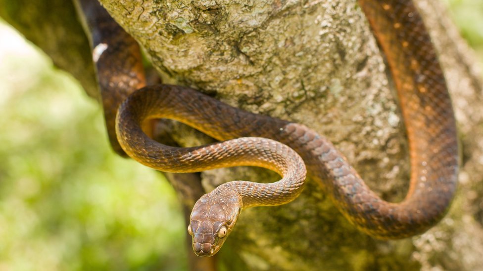 Can All Snakes Climb Trees Rat Snake | Diet, Habitat & Lifespan