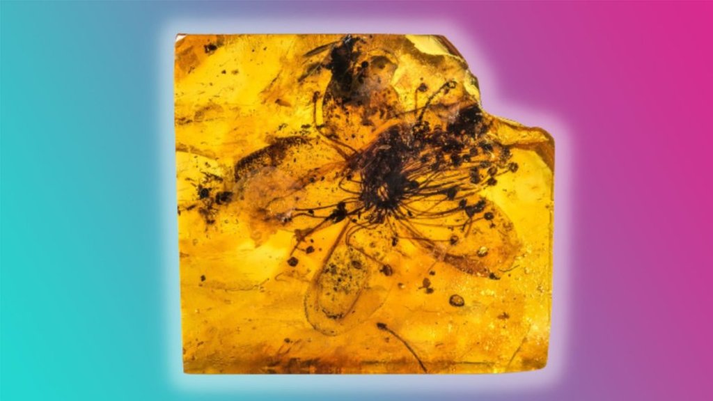 World's largest fossilised amber flower! - CBBC Newsround