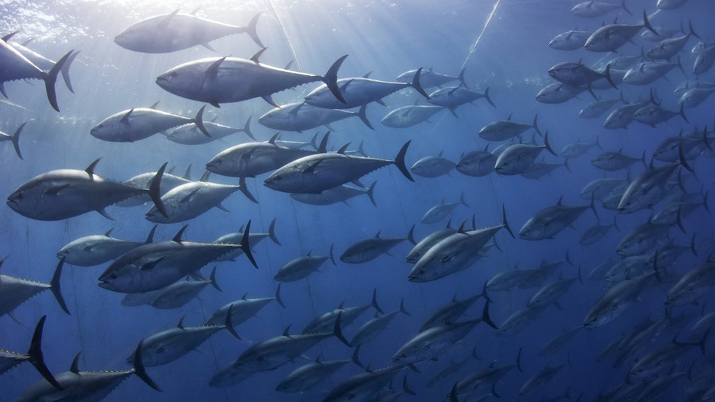 Sea wildlife conservation: Tuna species are on the rise but sharks and ...