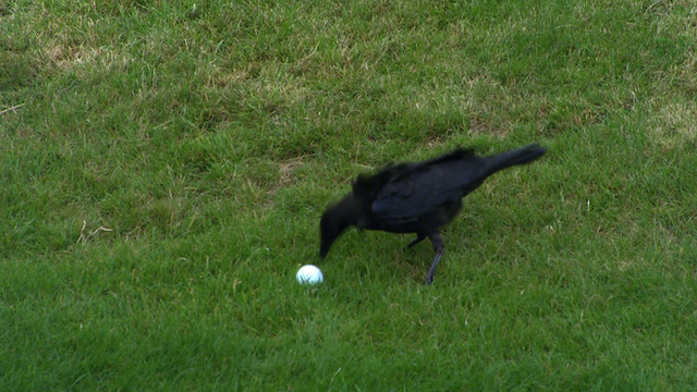 Women's British Open 2015: Crow attacks ball at Turnberry - BBC Sport