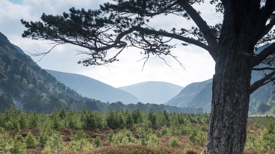 Caledonian Forest Scotland