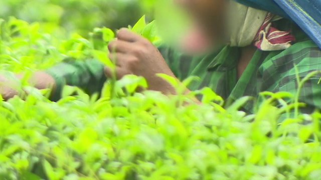 'Child labour evidence' on Indian tea estates - BBC News