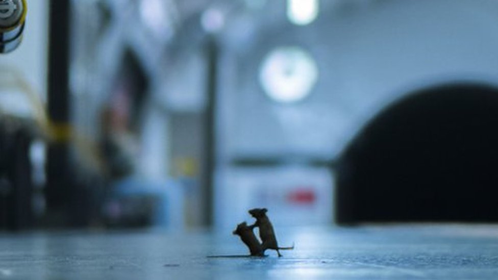 Fighting mice photograph wins 'People's Choice' award at the Wildlife ...