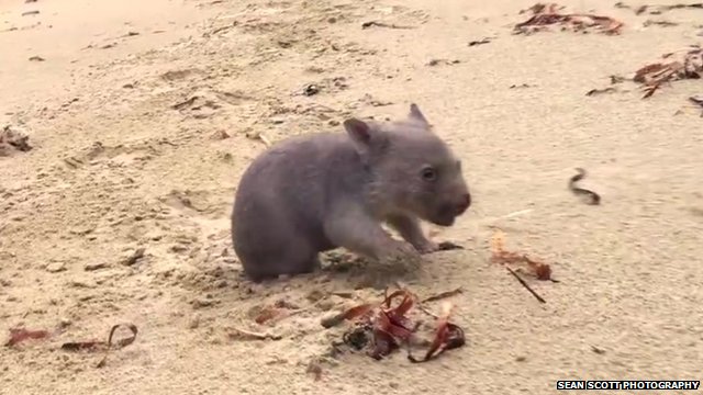 Baby wombat saved from dead mum's pouch in Australia - BBC News