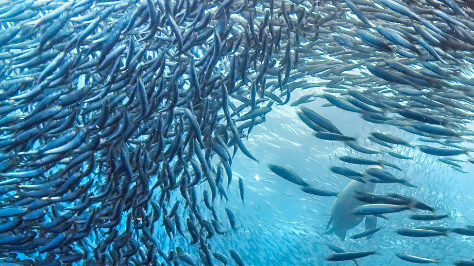 Farting fish could be cause for ocean 'buzzing' noises - CBBC Newsround