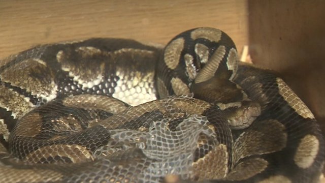 Hunting Florida's Burmese pythons - BBC News