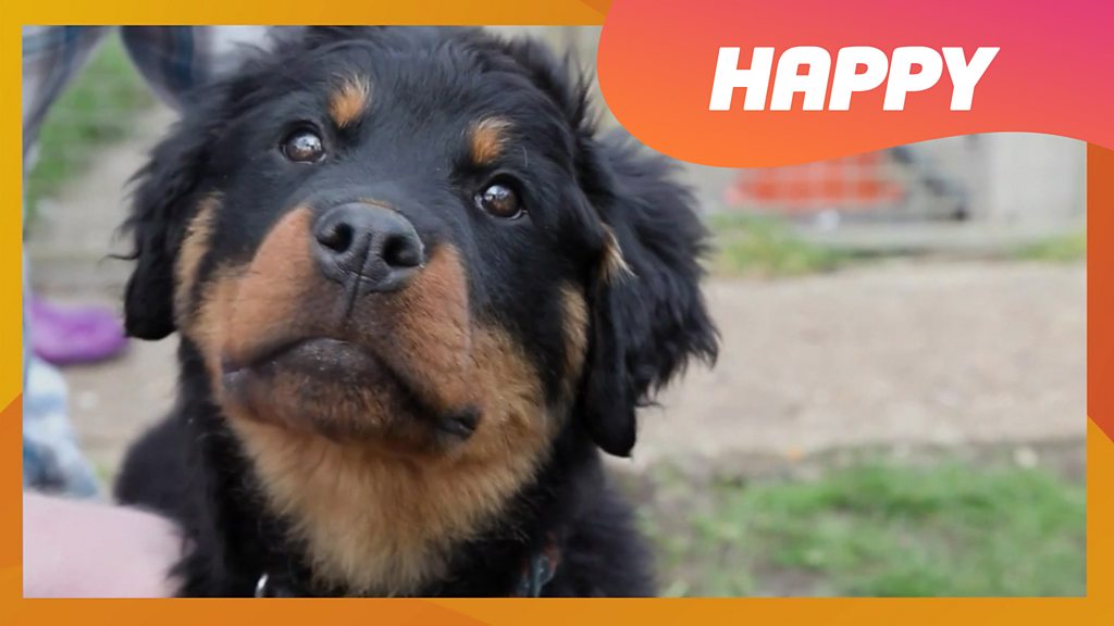 Happy News: Stories to make you smile - CBBC Newsround