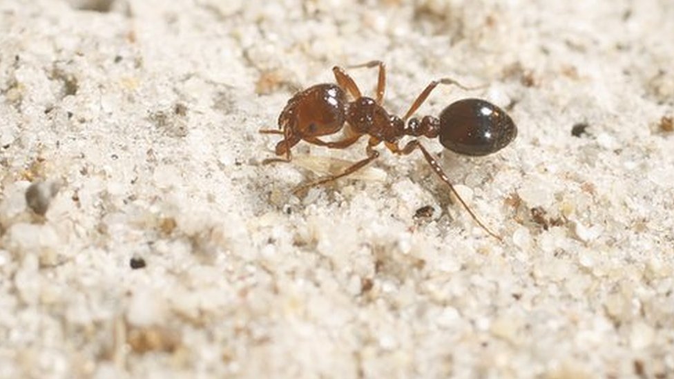 Floating fire ants form rafts in Houston floodwaters