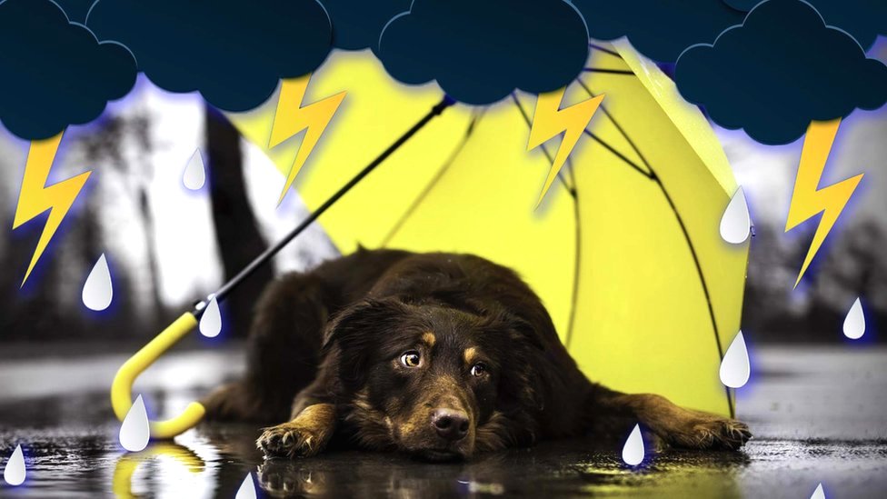 Storm Dennis: How to keep your pets safe when there's bad weather ...