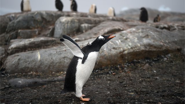 Help track penguins in the Antarctic on your computer - BBC Newsround