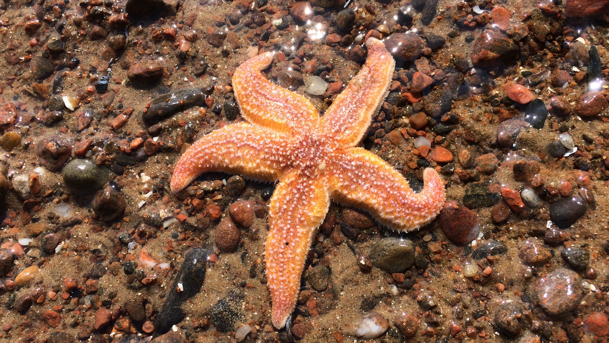 Star whoa: Stunning starfish on Scottish beach - BBC News