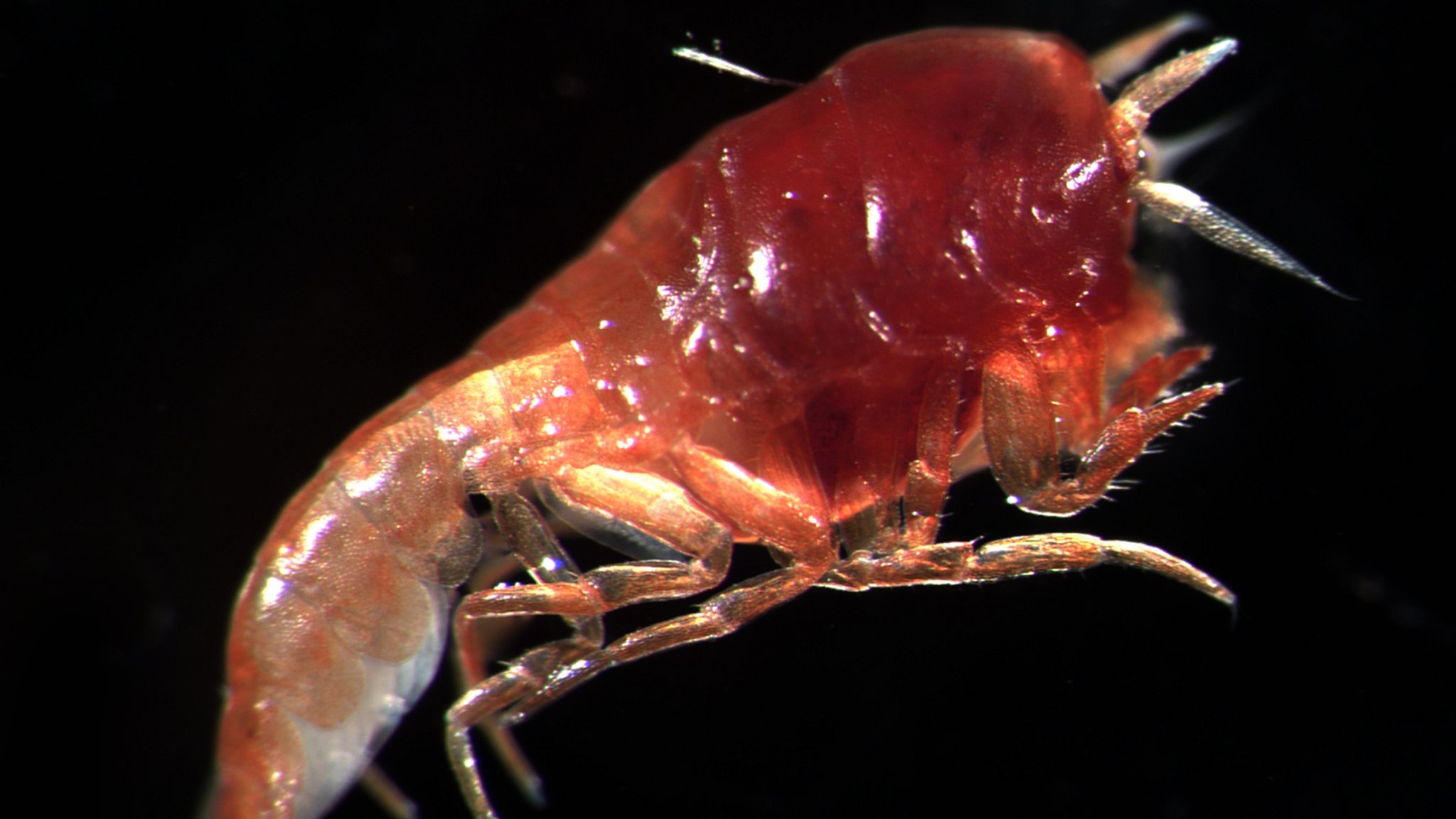 Microplastics found in animals from the bottom of the ocean - CBBC ...