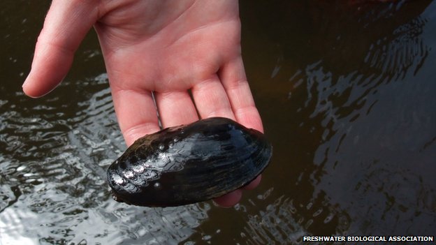 Cumbria freshwater pearl mussel in rescue project - BBC News