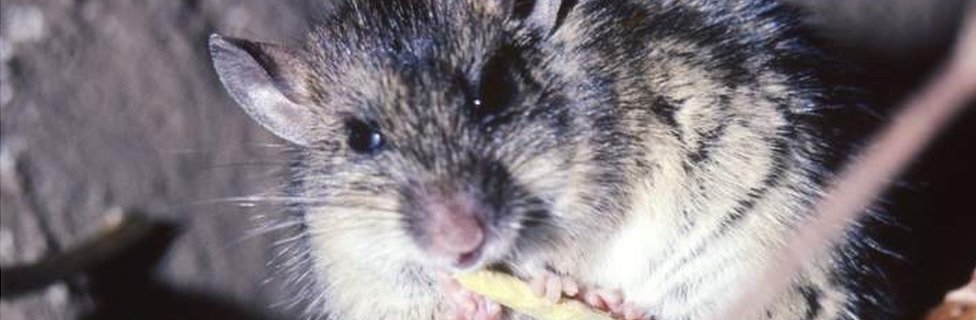 Letter from Africa: Why rat poison is big business in Nigeria - BBC News